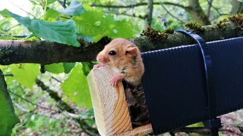 Kartierung: Auf der Suche nach der Haselmaus | mobil.hessen.de