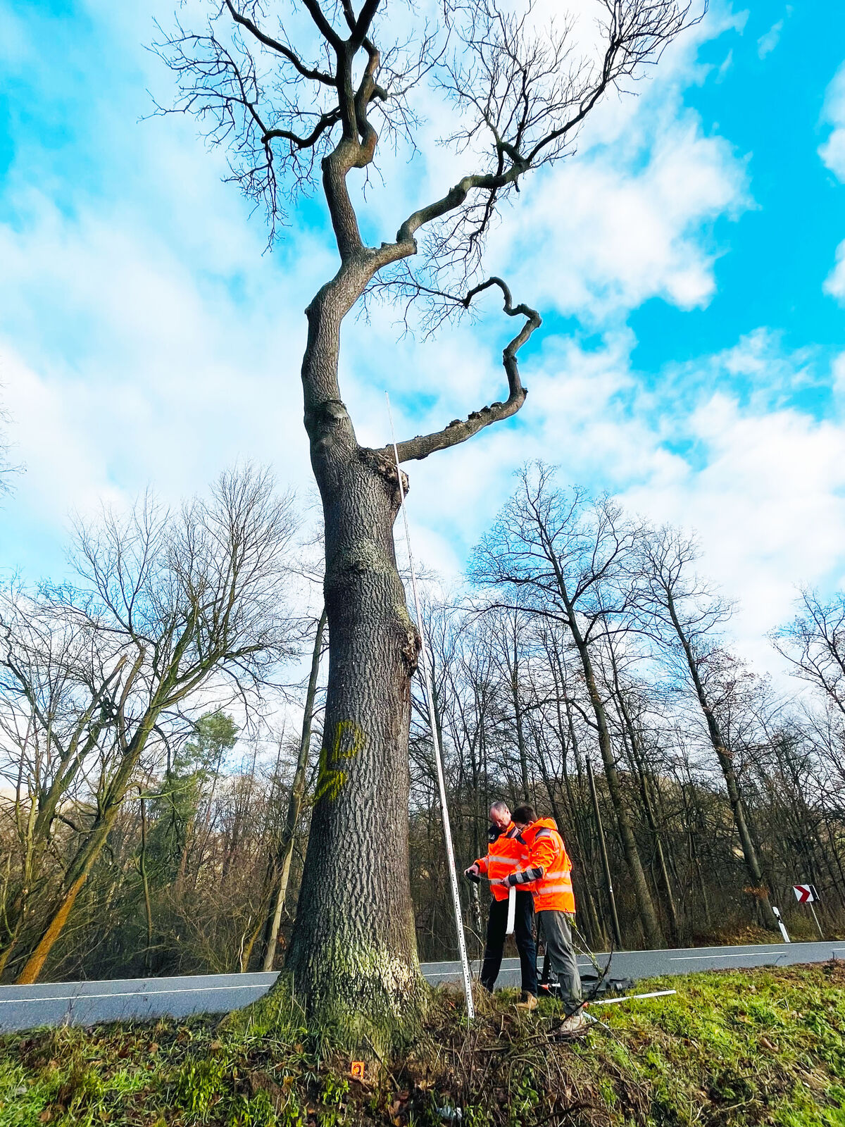 Baumkontrollen sichern Erhalt der Bäume | mobil.hessen.de